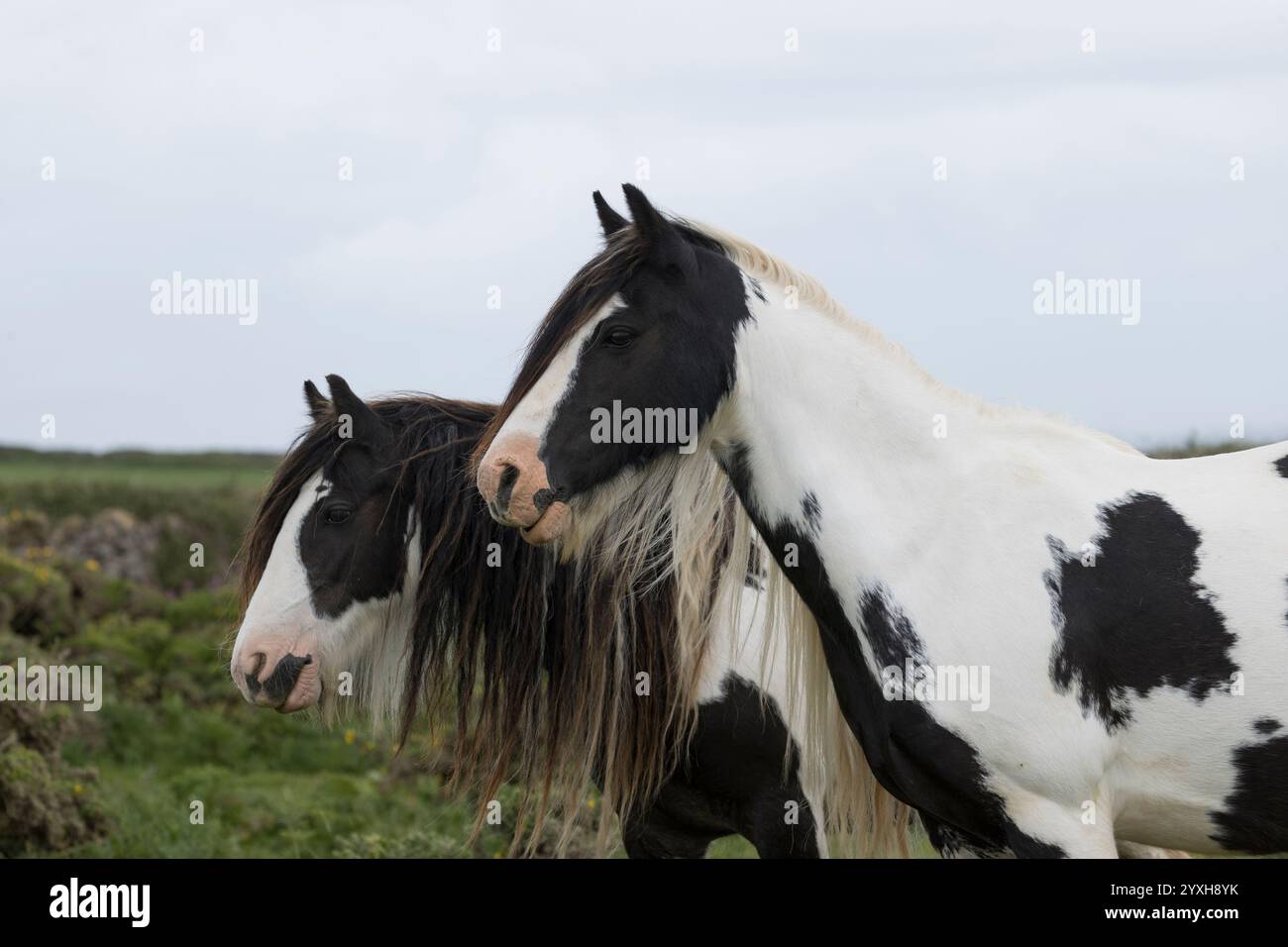 Gypsy Vanner horse Gower Peninsula South Wales Stock Photo - Alamy