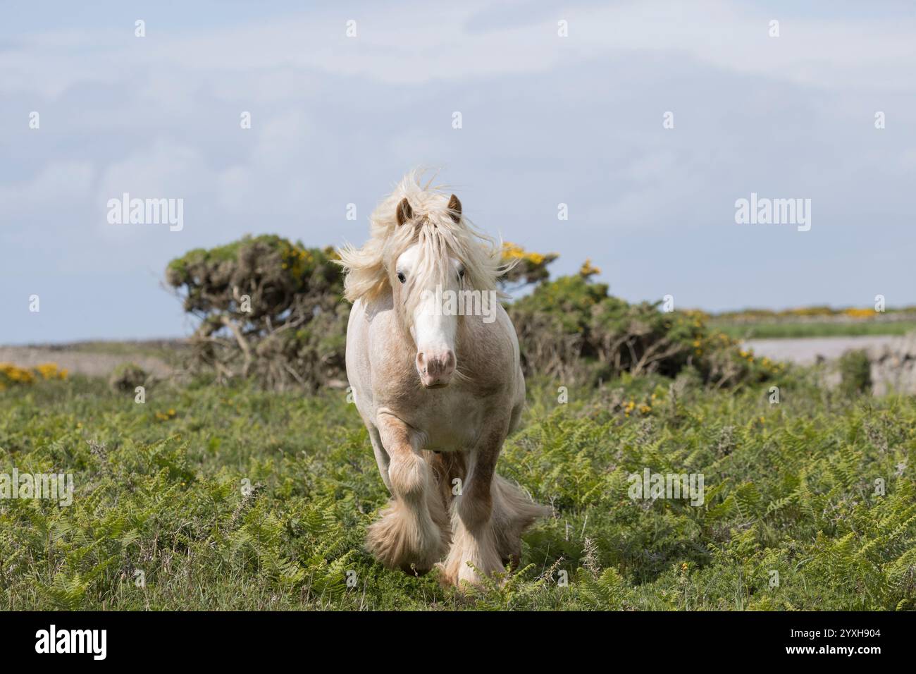 Gypsy Vanner horse Gower Peninsula South Wales Stock Photo - Alamy