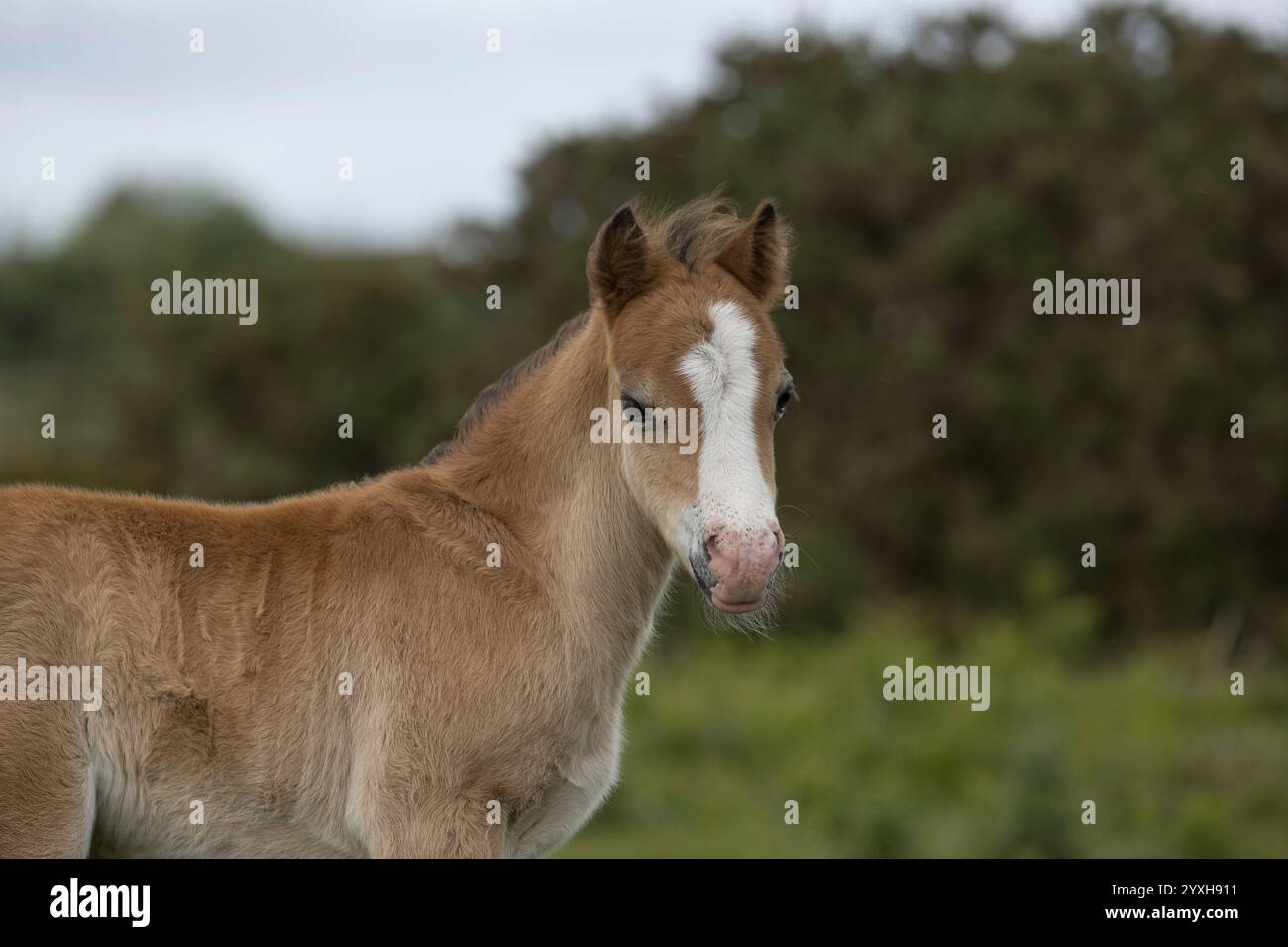 Gower peninsula Welsh pony Wales baby horse colt cute innocent Stock ...