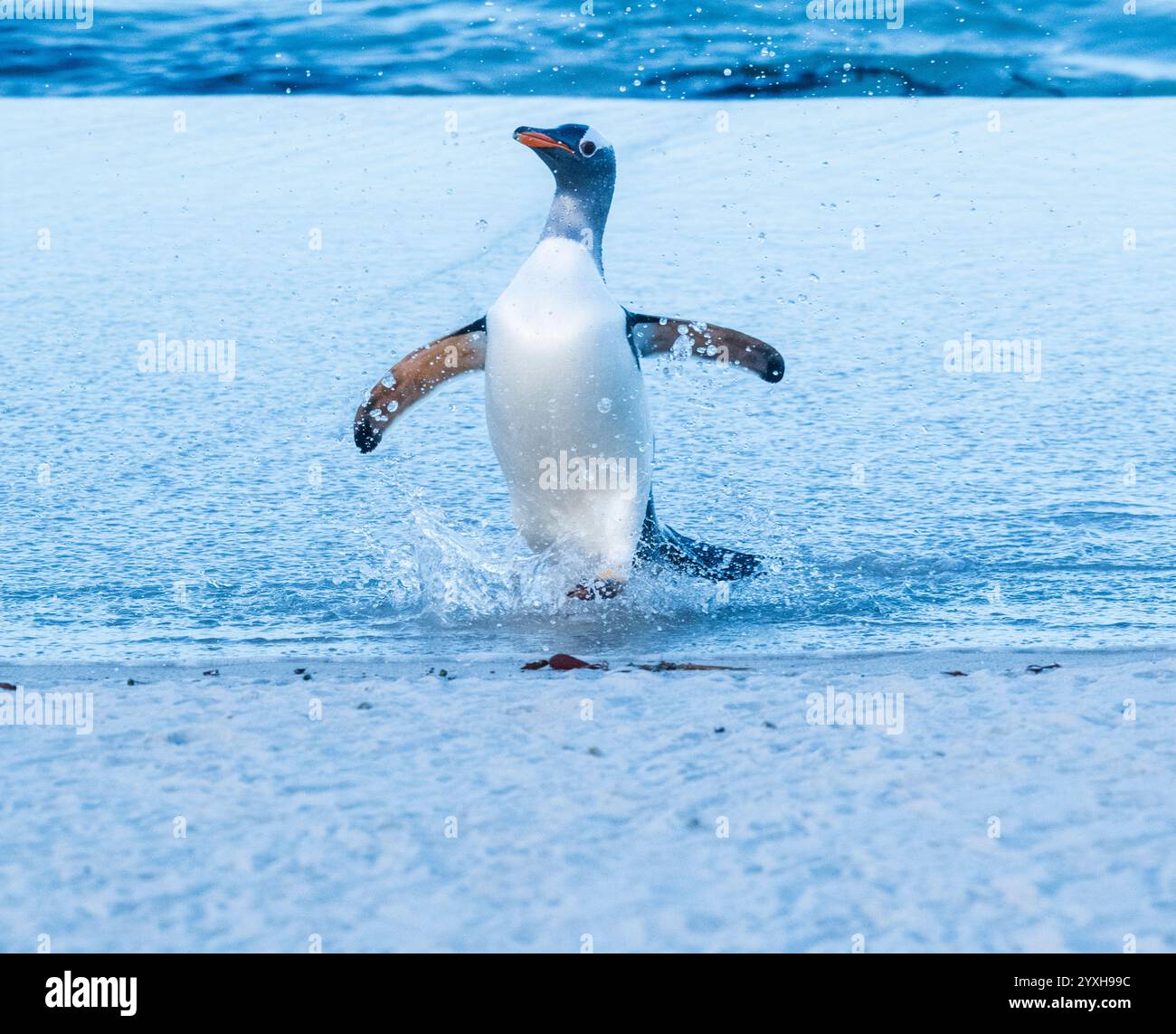 A gentoo penguin arriving back at the beaxh after a day at sea foraging ...