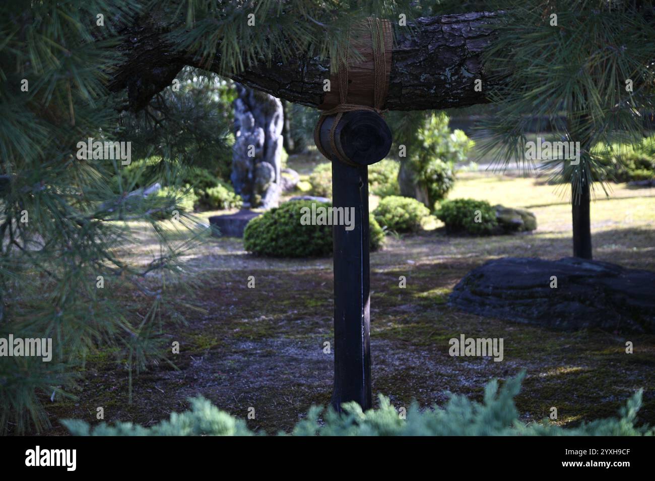 Traditional Japanese Yuki-tsuri pine tree support technique on the ...