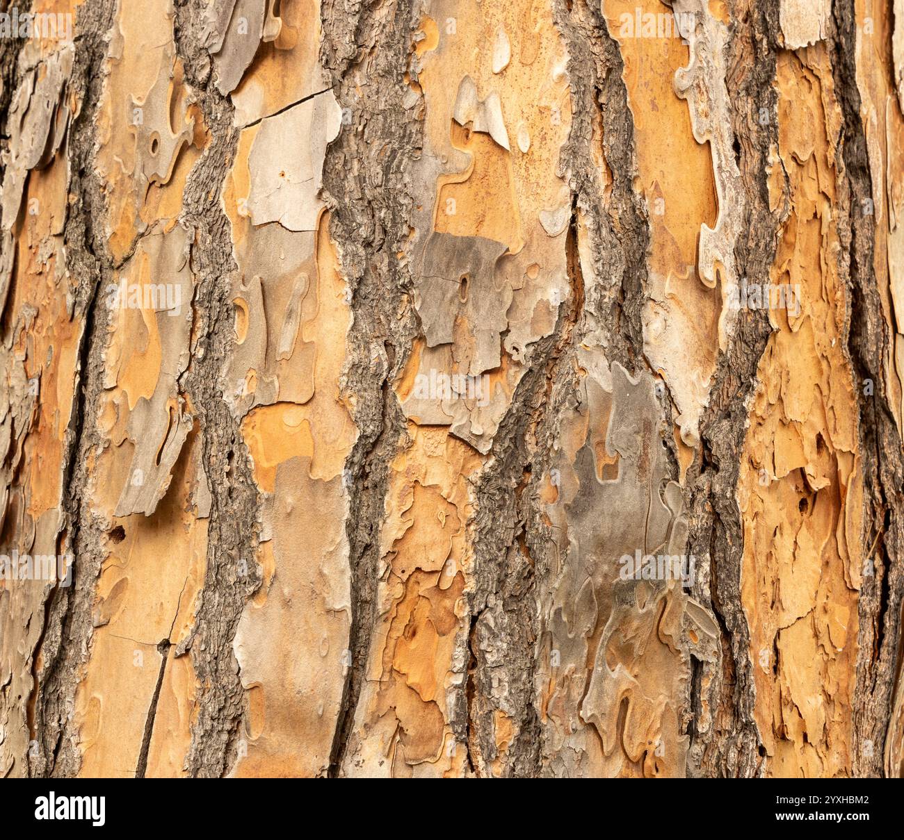 Maritime Pine, Pinus pinaster trunk symbol. Texture made of maritime ...