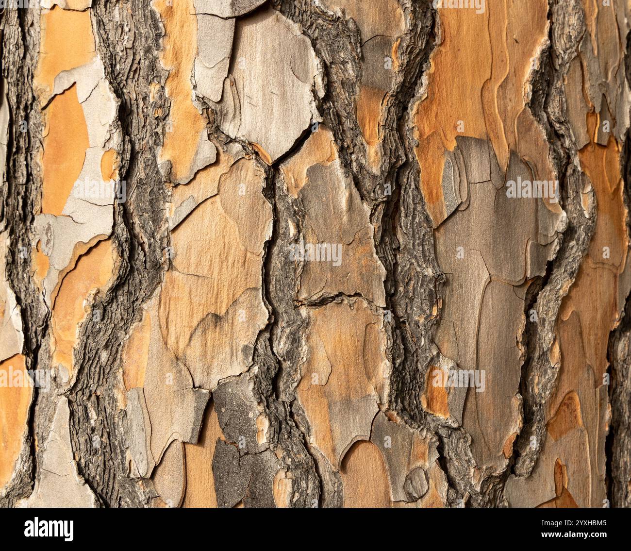 Maritime Pine, Pinus pinaster trunk symbol. Texture made of maritime ...