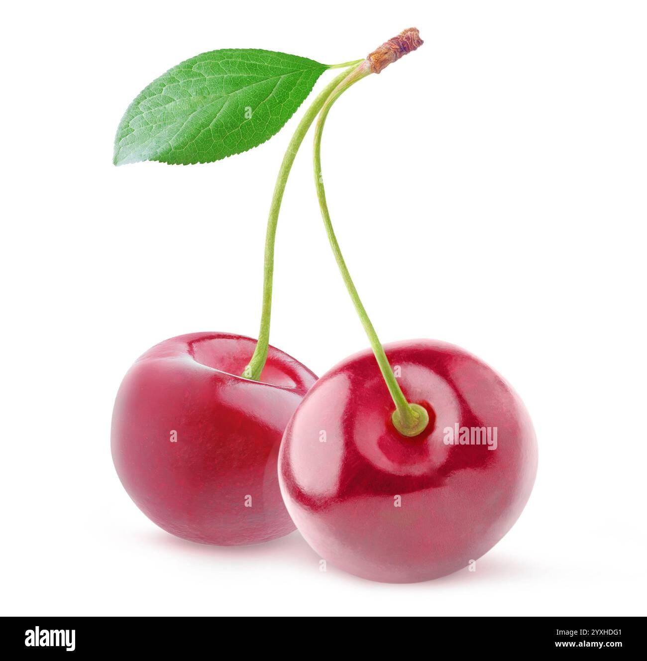 Two cherry fruits on connected stems with leaf isolated on white ...