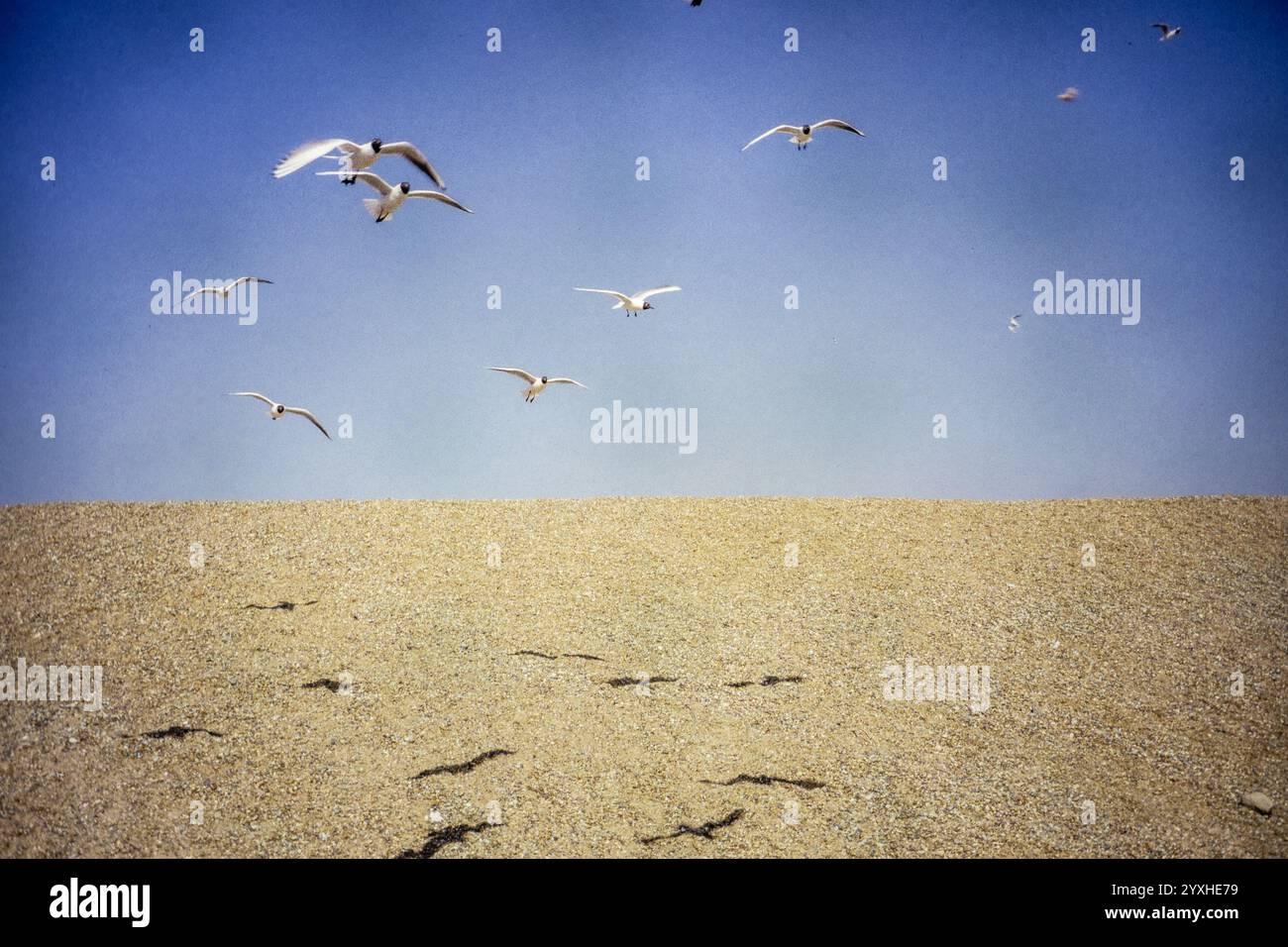 Vintage photograph of birds flying over a mound of pebbles Stock Photo ...