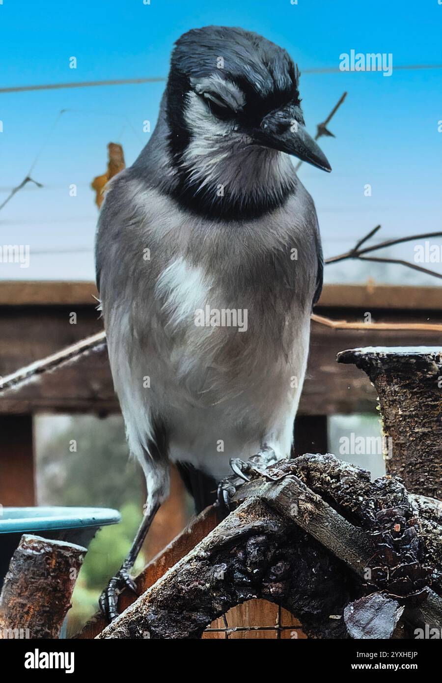 A Bluejay arrives on the backyard deck Stock Photo - Alamy