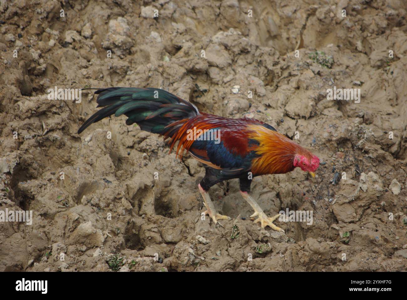 The red junglefowl (Gallus gallus), also known as the Indian red ...