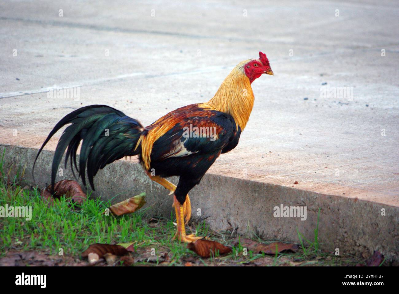 The red junglefowl (Gallus gallus), also known as the Indian red ...