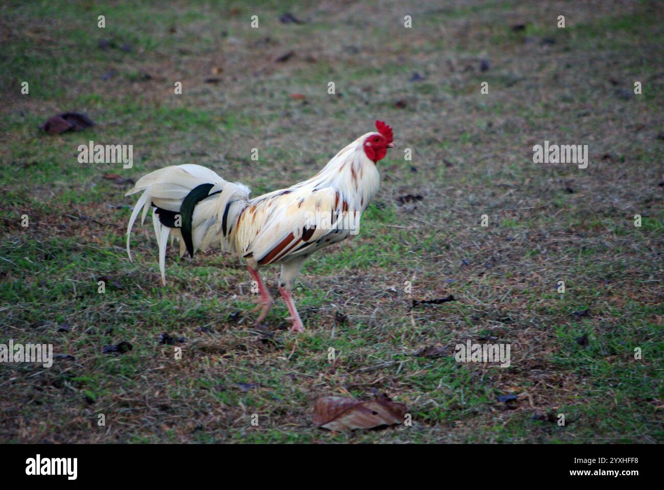 The chicken (Gallus domesticus) is a domesticated junglefowl species ...