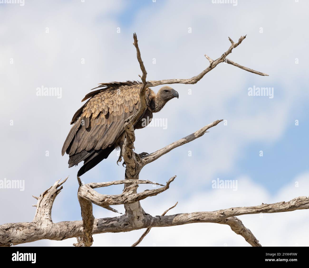 A white-backed vulture perched in a dead tree Stock Photo - Alamy