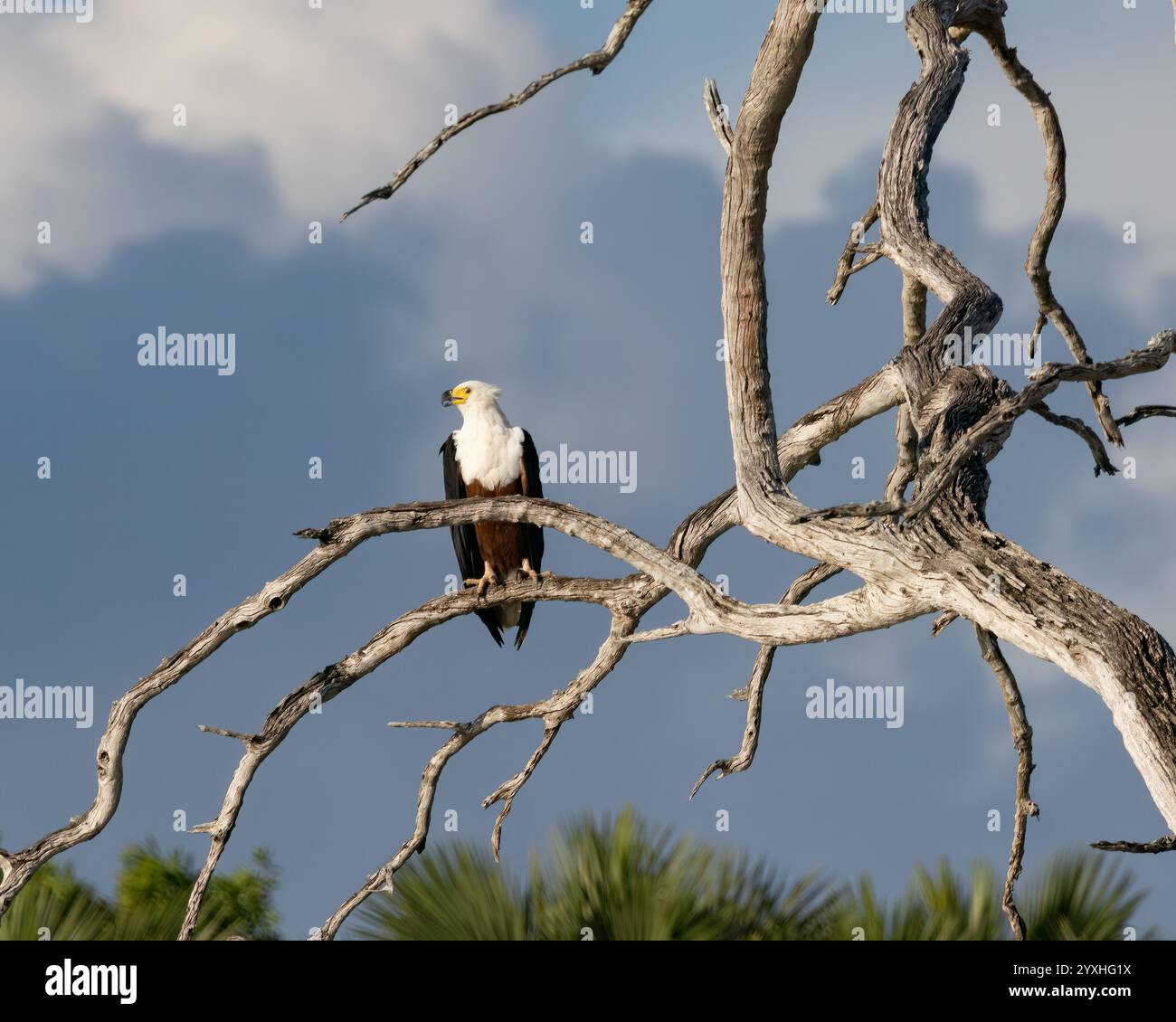 African Fish Eagle perched on the branch of a dead tree Stock Photo - Alamy