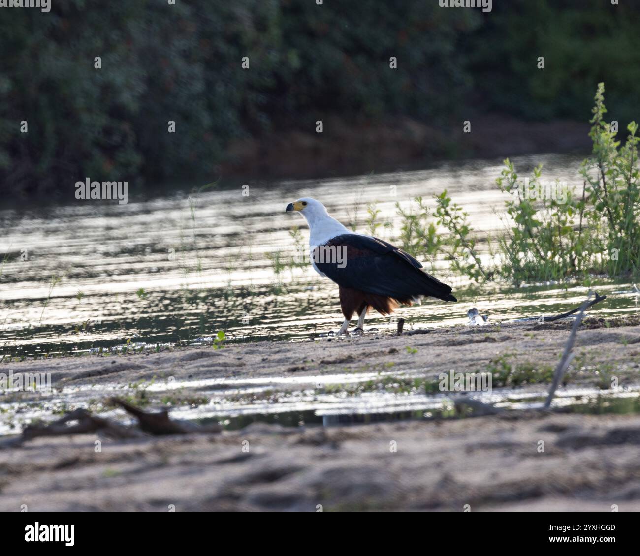 Eagle walking hi-res stock photography and images - Alamy
