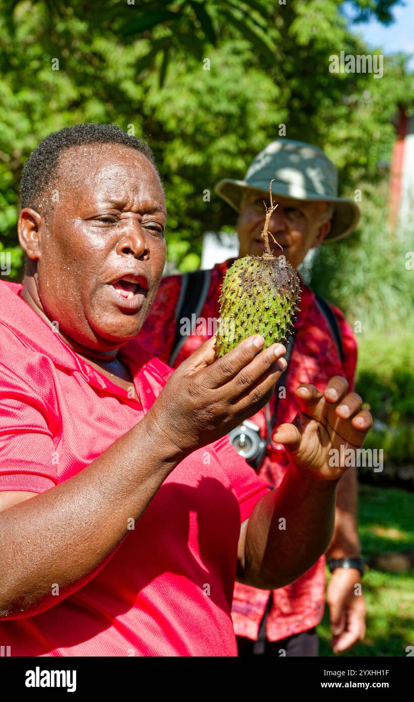 woman holding soursop, fruit, from tree, green with bumps, tropical ...