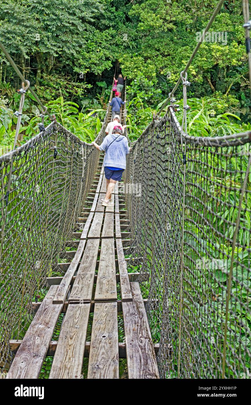 Treetop Walk, suspension bridge, high, people walking, exercise, wood ...