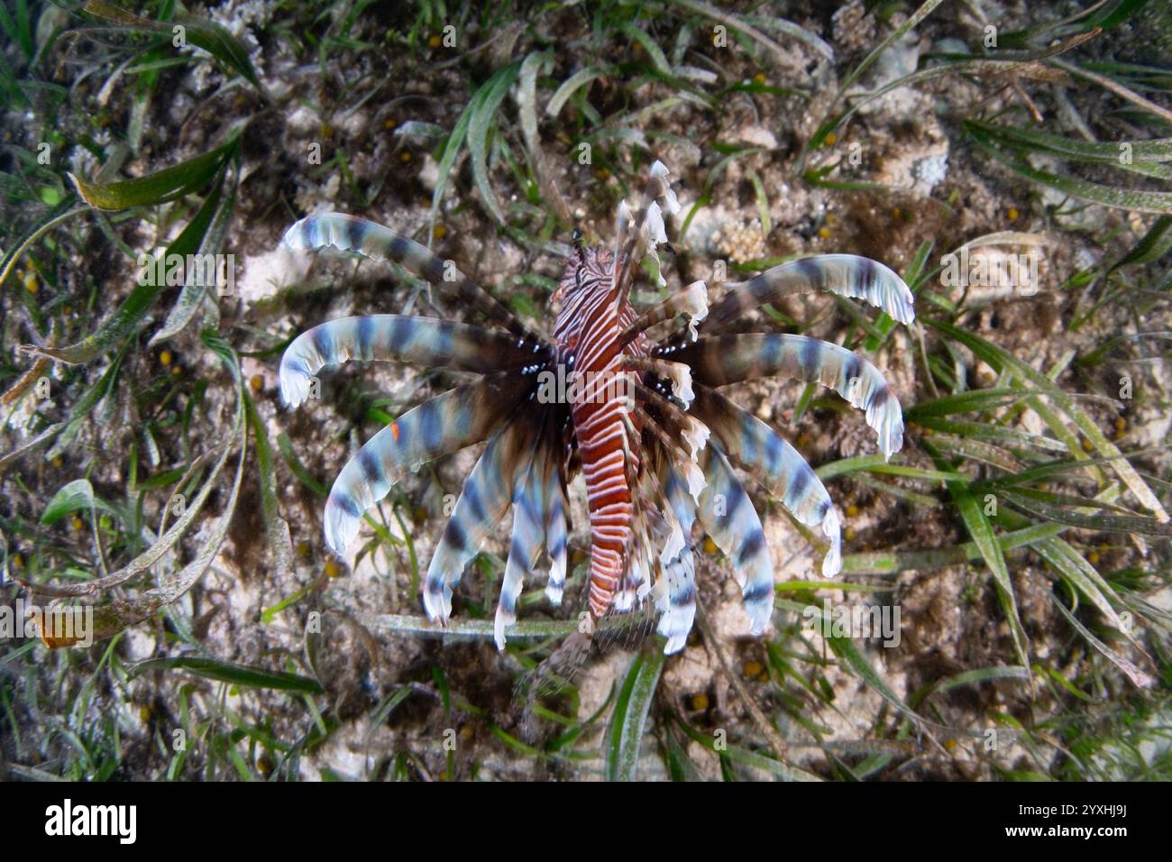 A lionfish, Pterois volitans, hunts for small prey in a seagrass meadow ...