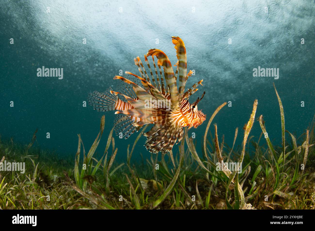 A lionfish, Pterois volitans, hunts for small prey in a seagrass meadow ...