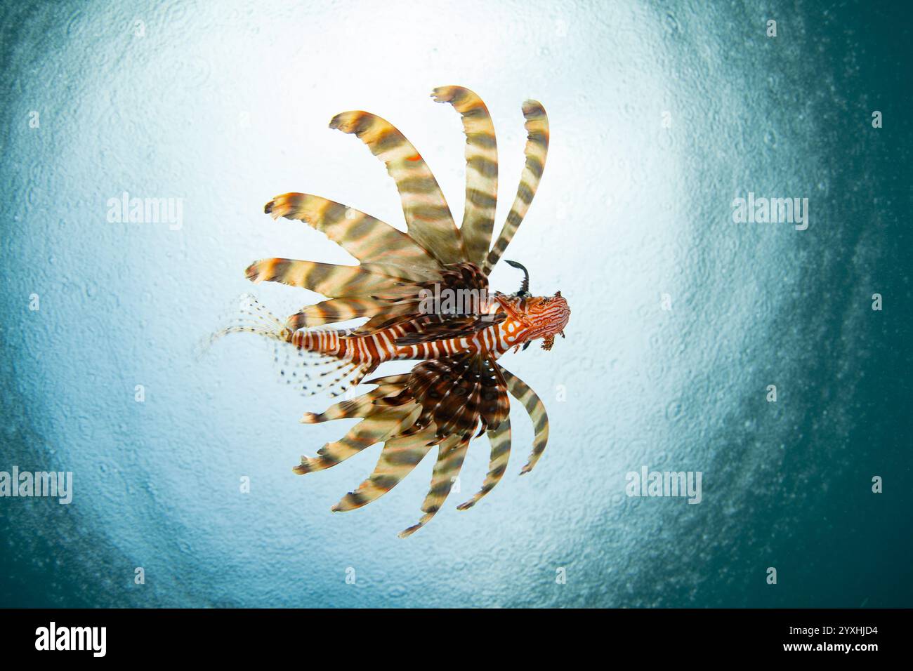 A lionfish, Pterois volitans, swims just under the sea's surface near ...