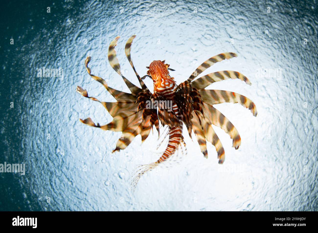 A lionfish, Pterois volitans, swims just under the sea's surface near ...
