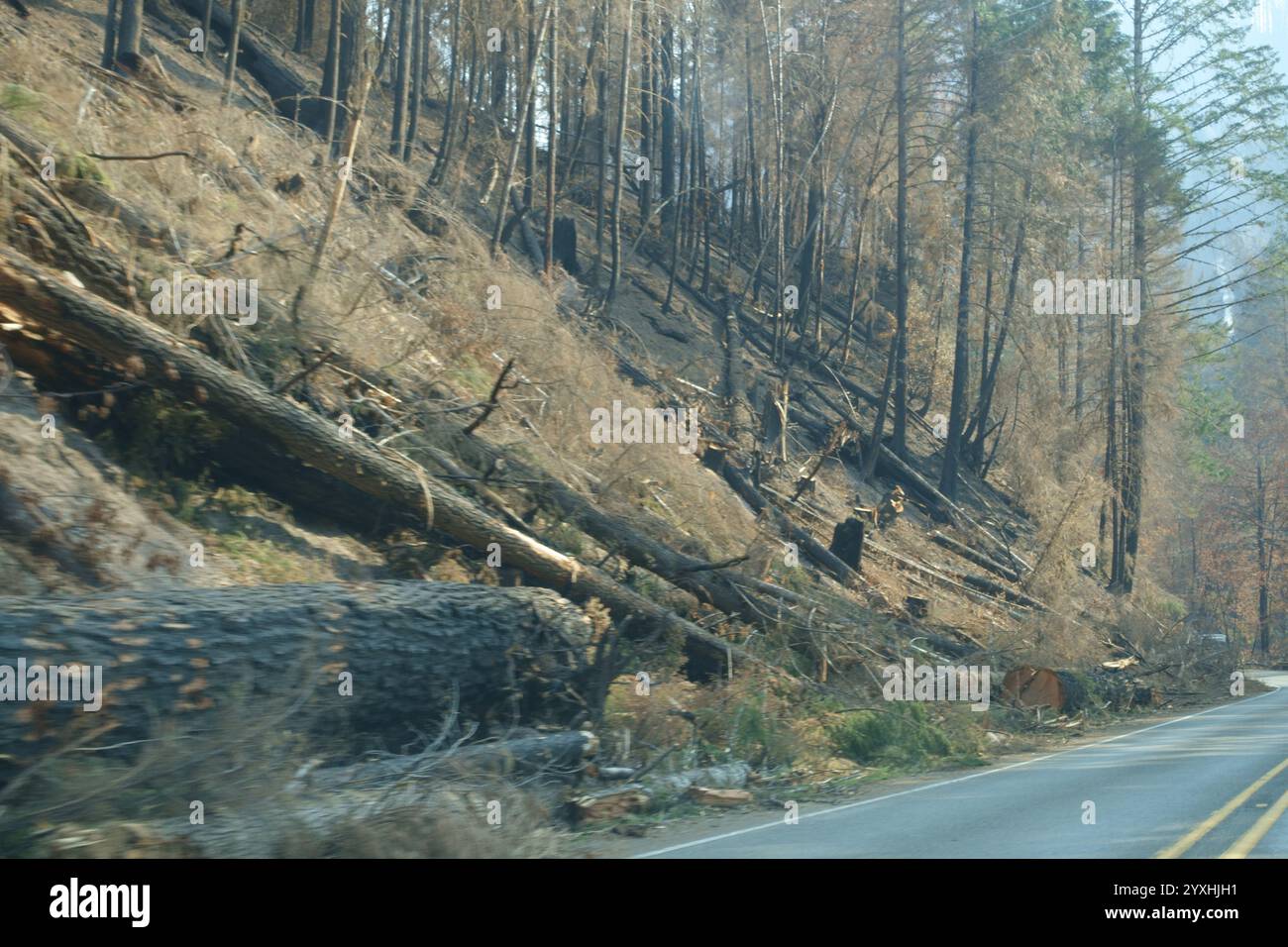 Burn scar recovery east of Roseburg Oregon Stock Photo - Alamy
