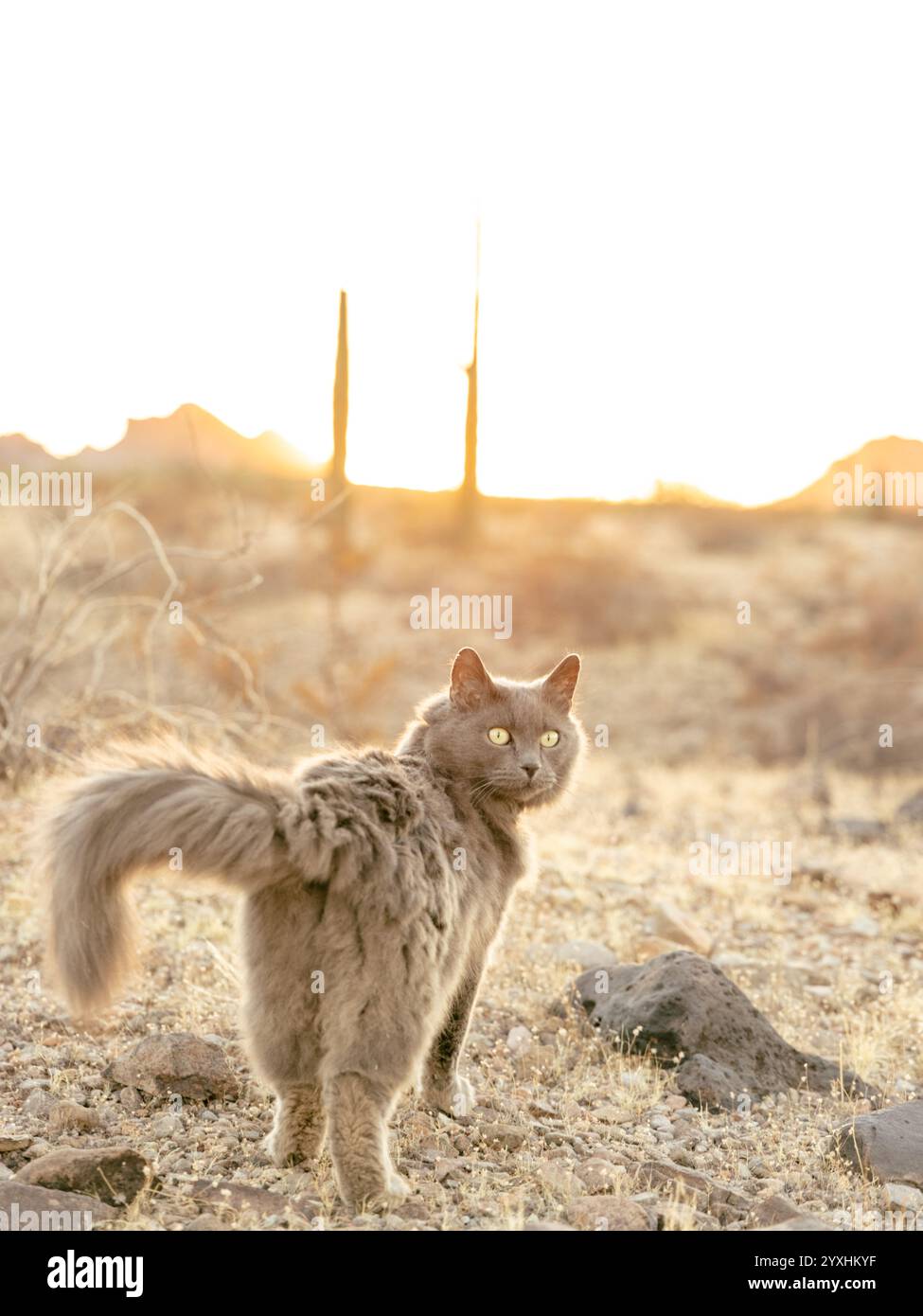 Adventure travel cat exploring in Arizona desert at sunset, while ...