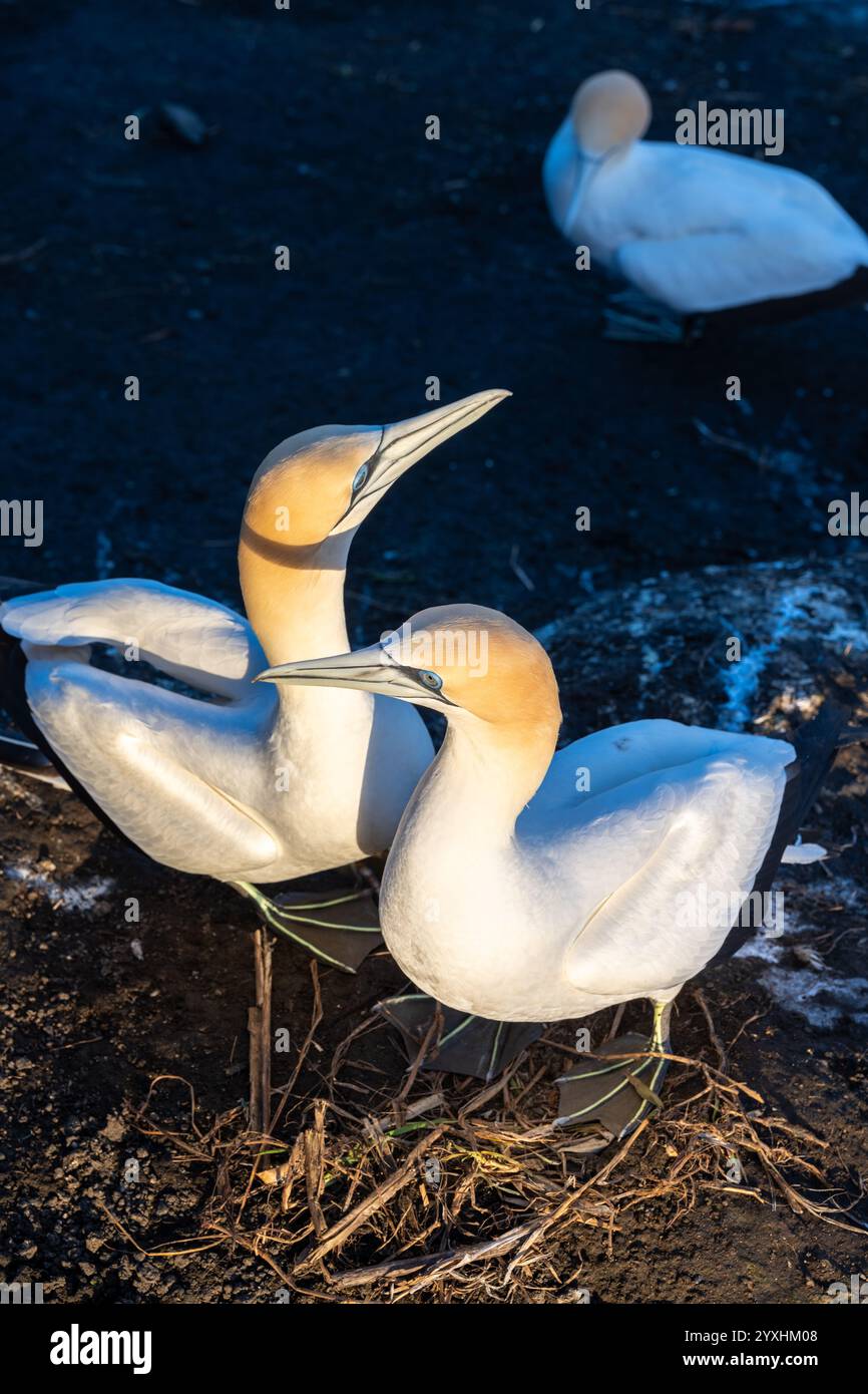 The three gannet species are closely related and are sometimes treated ...