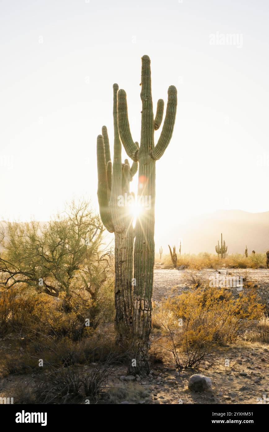 Sunburst through a saguaro cactus near White Tank Mountain Regional ...