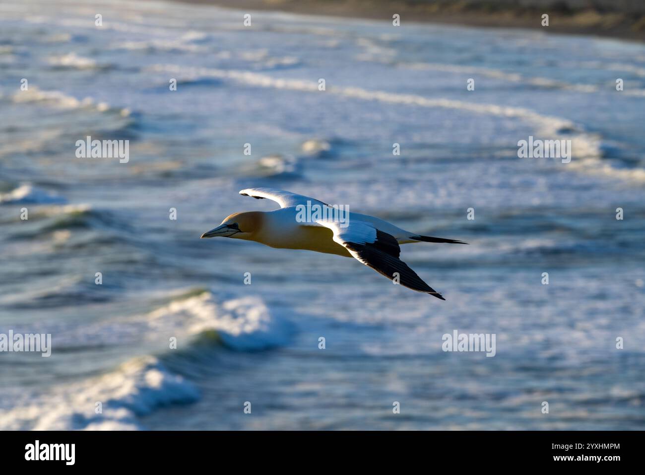 The three gannet species are closely related and are sometimes treated ...