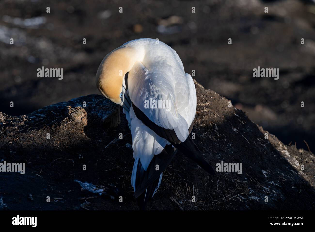 The three gannet species are closely related and are sometimes treated ...