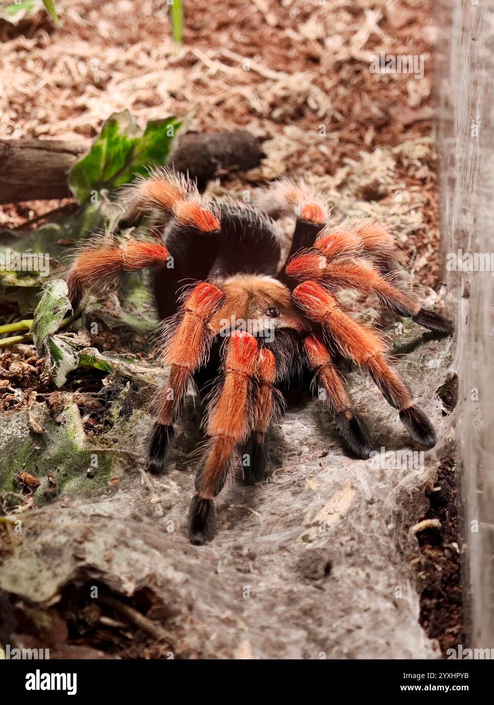 Vibrant Mexican red-knee tarantula in terrarium habitat, extreme close ...