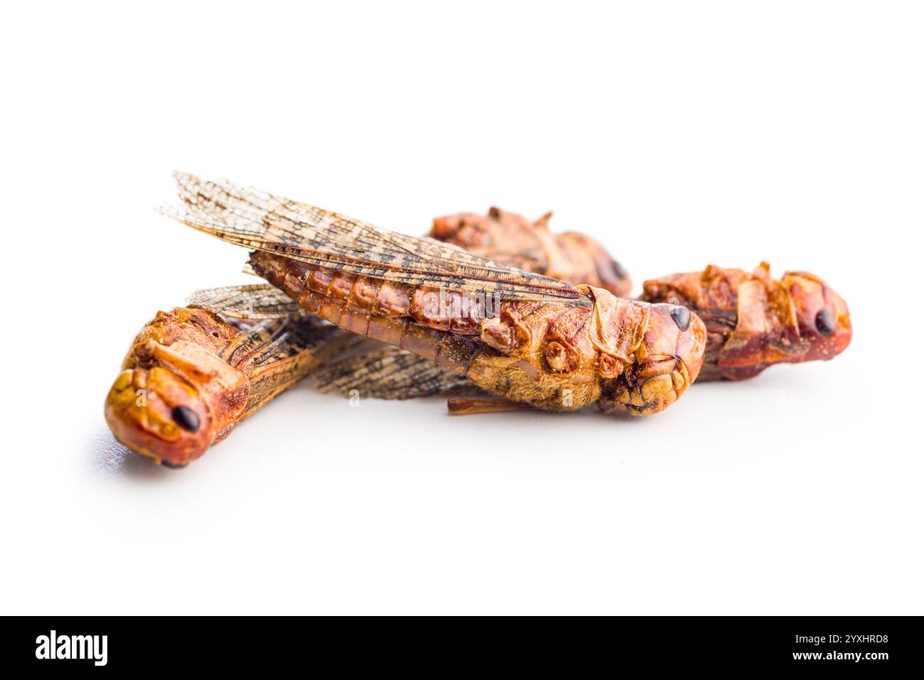 Crispy fried grasshoppers isolated on a white background. Insect ...