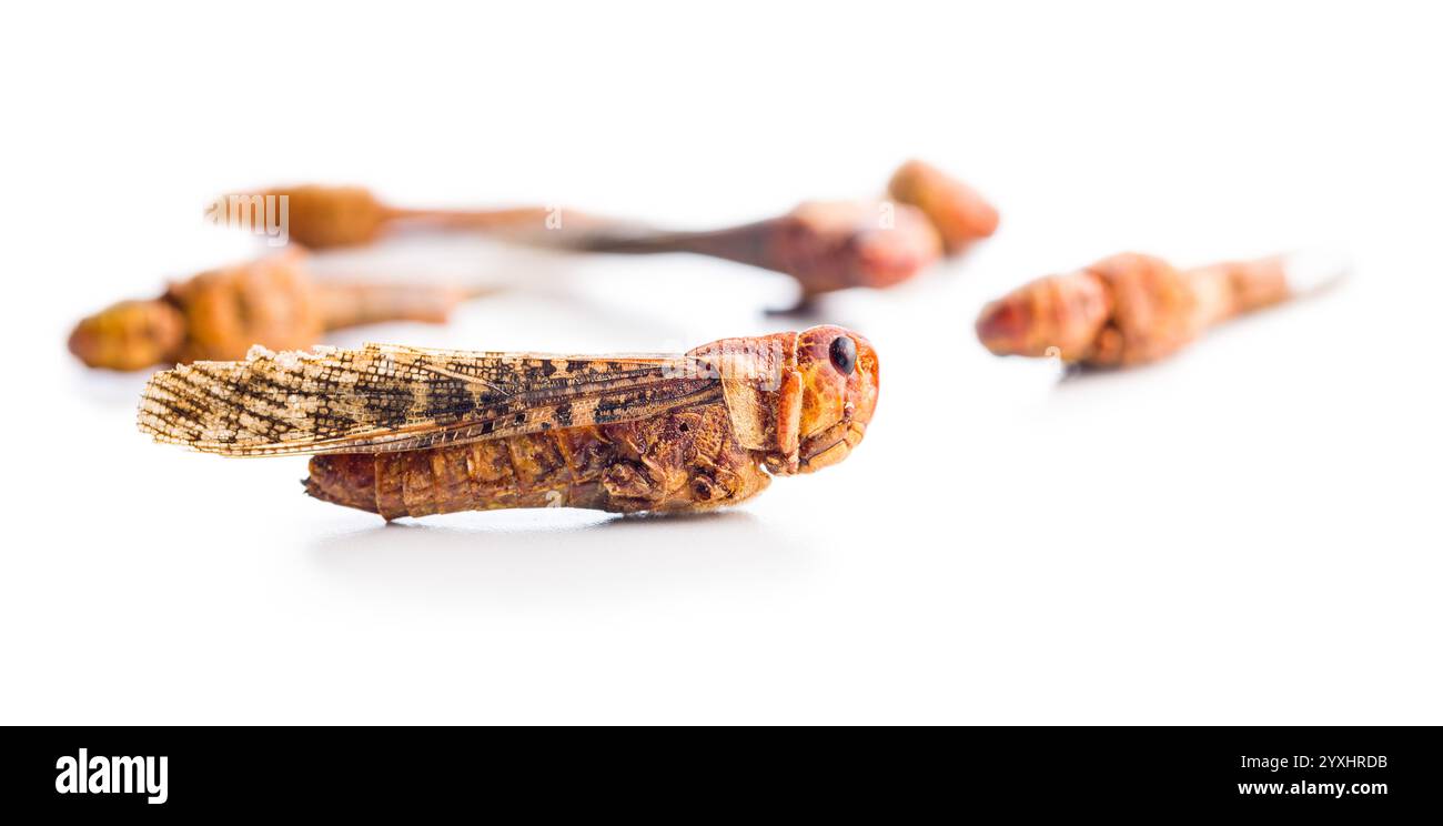 Crispy fried grasshoppers isolated on a white background. Insect ...