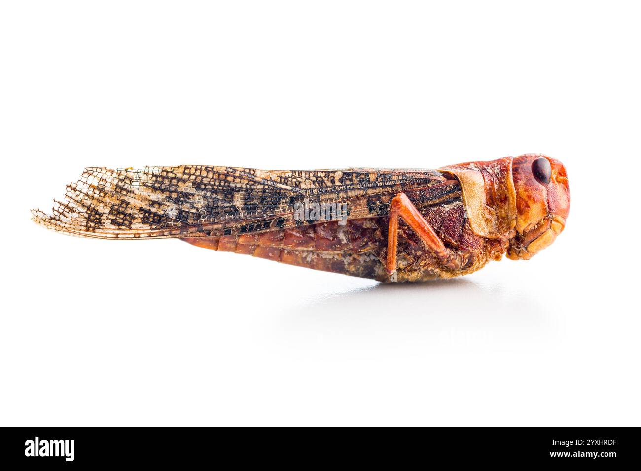 Crispy fried grasshoppers isolated on a white background. Insect ...