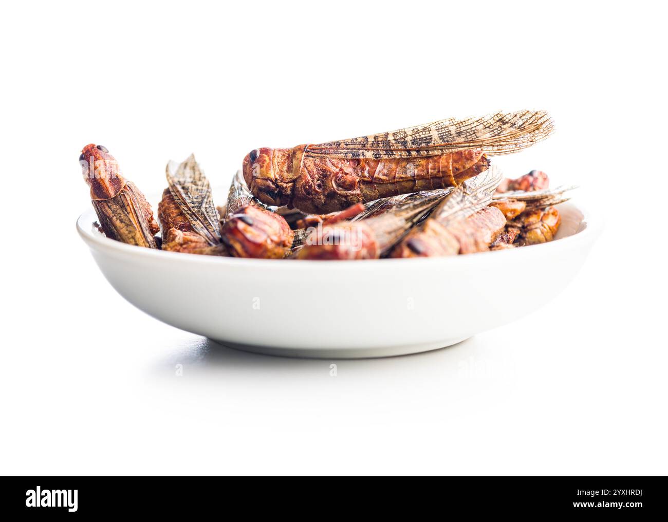 Crispy fried grasshoppers in bowl isolated on a white background ...