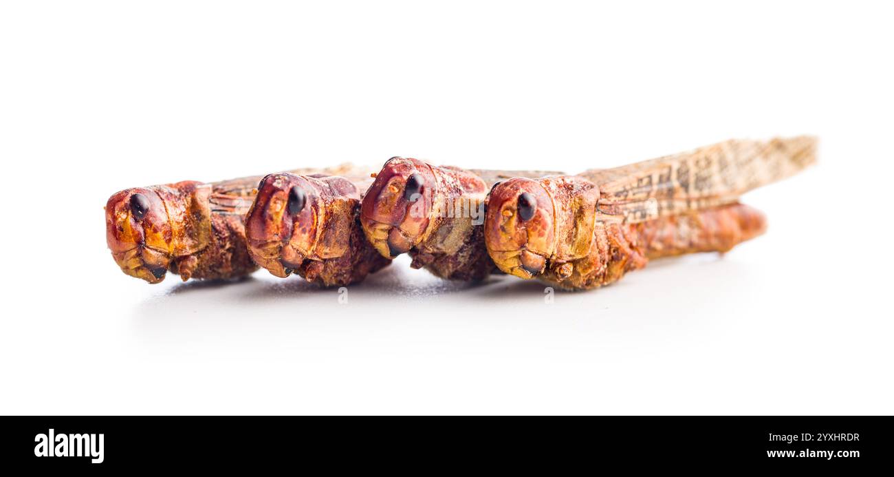 Crispy fried grasshoppers isolated on a white background. Insect ...