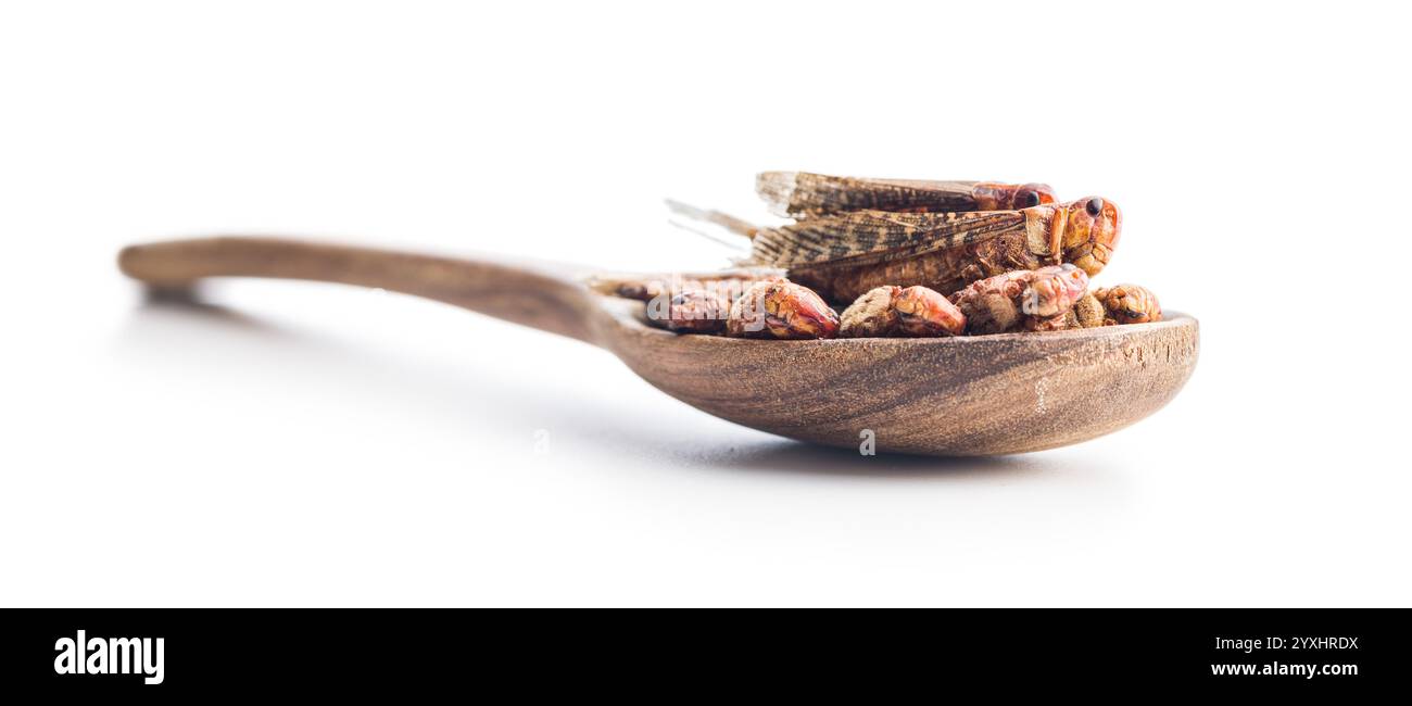 Crispy fried grasshoppers and crickets in spoon isolated on a white ...