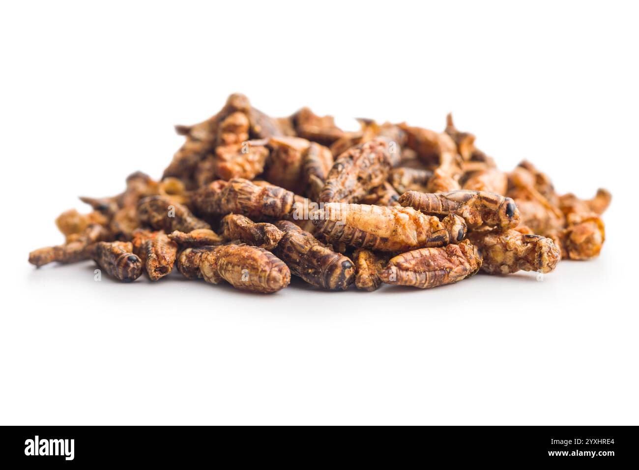 Crispy fried crickets isolated on a white background. Insect protein ...