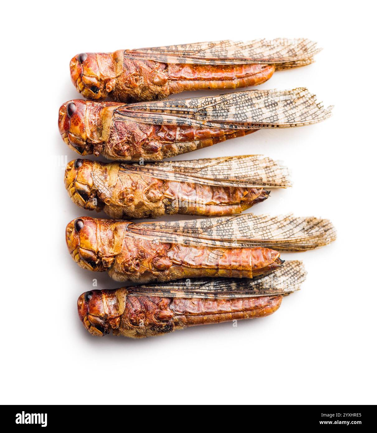 Crispy fried grasshoppers isolated on a white background. Insect ...