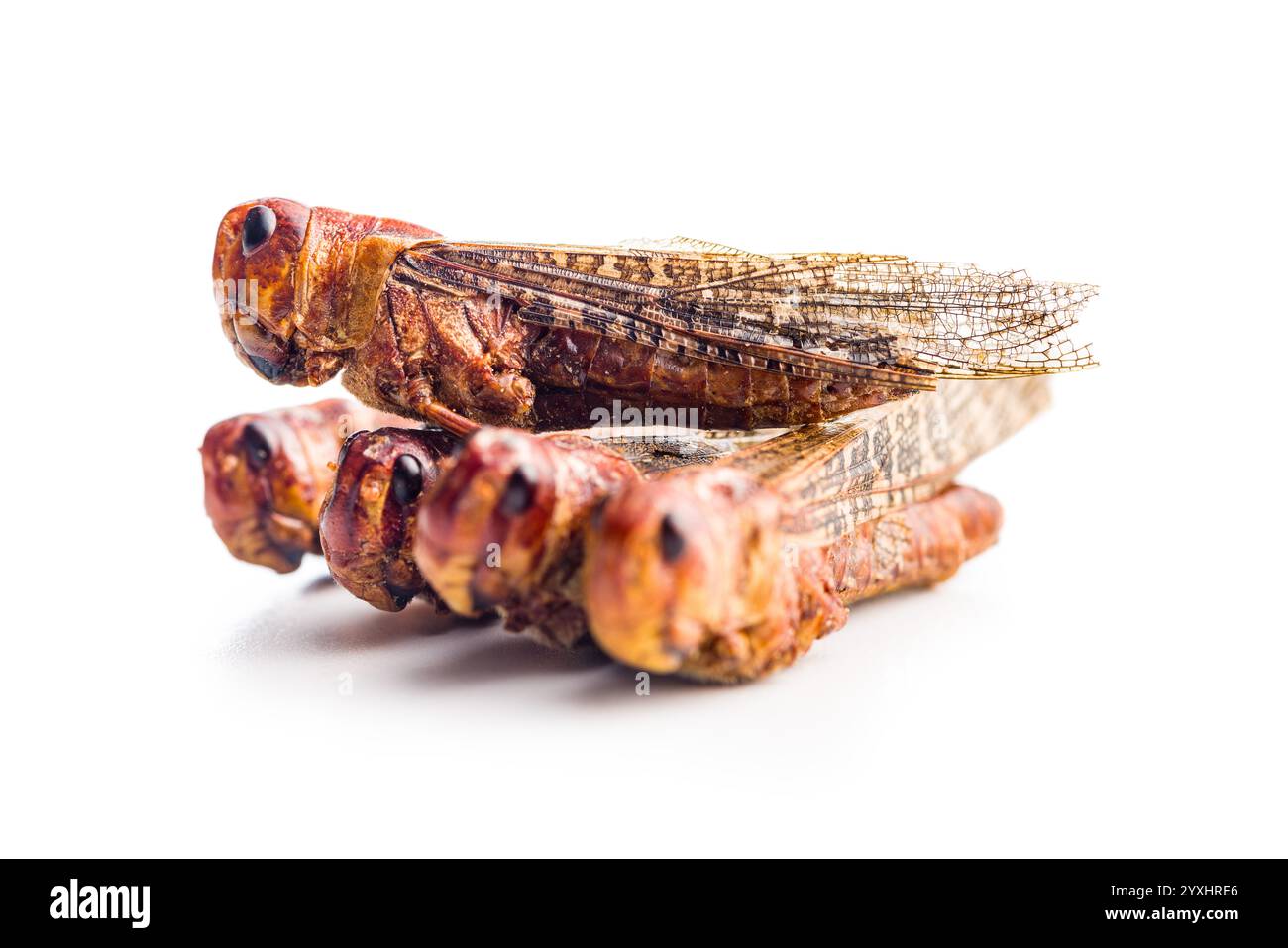 Insect crunchy snack Cut Out Stock Images & Pictures - Alamy