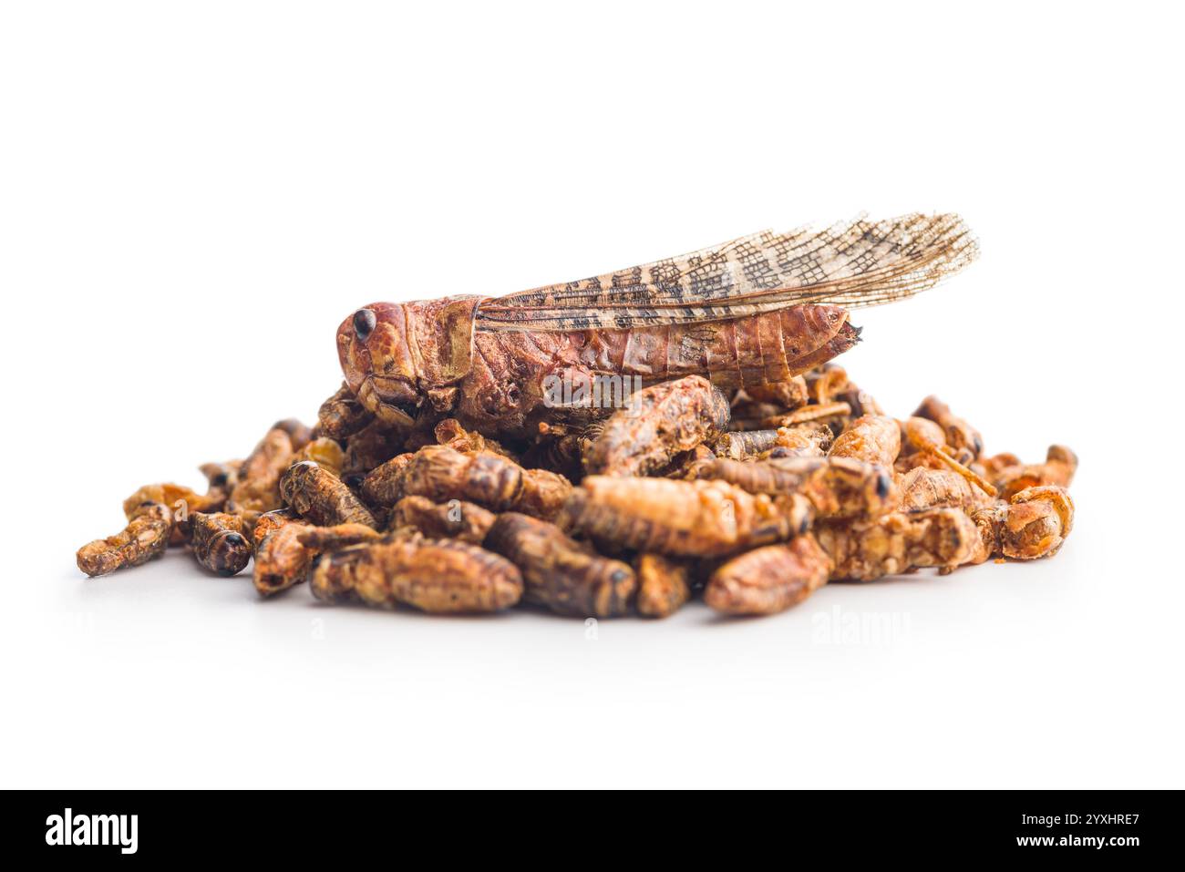 Crispy fried grasshoppers and crickets isolated on a white background ...