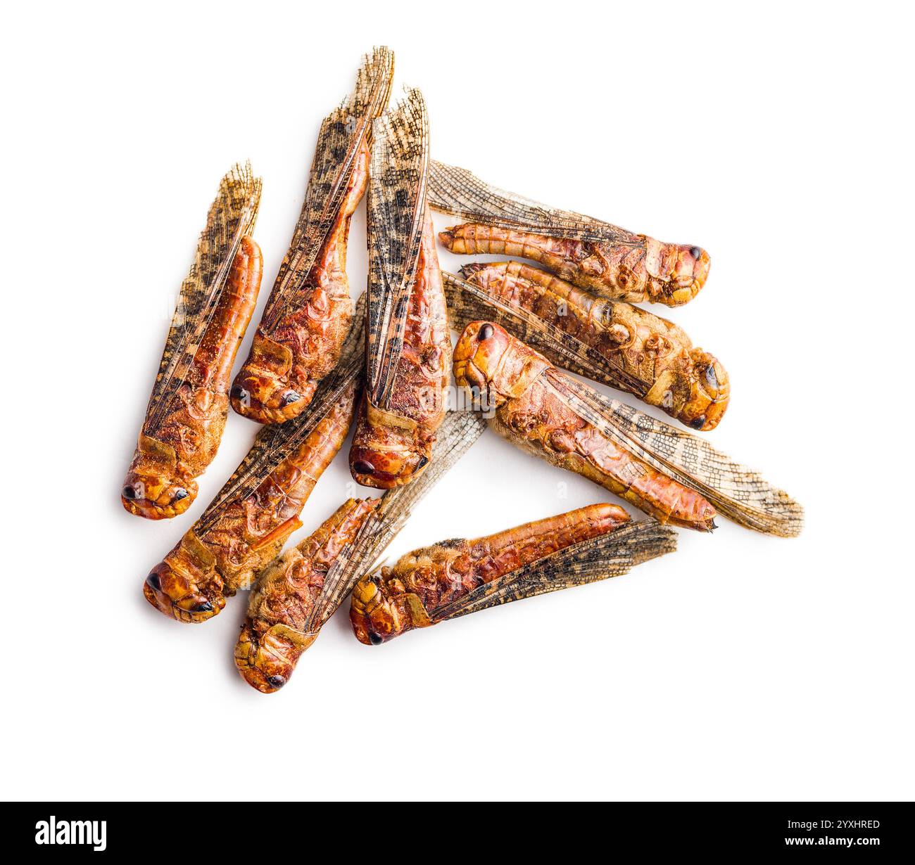 Crispy fried grasshoppers isolated on a white background. Insect ...