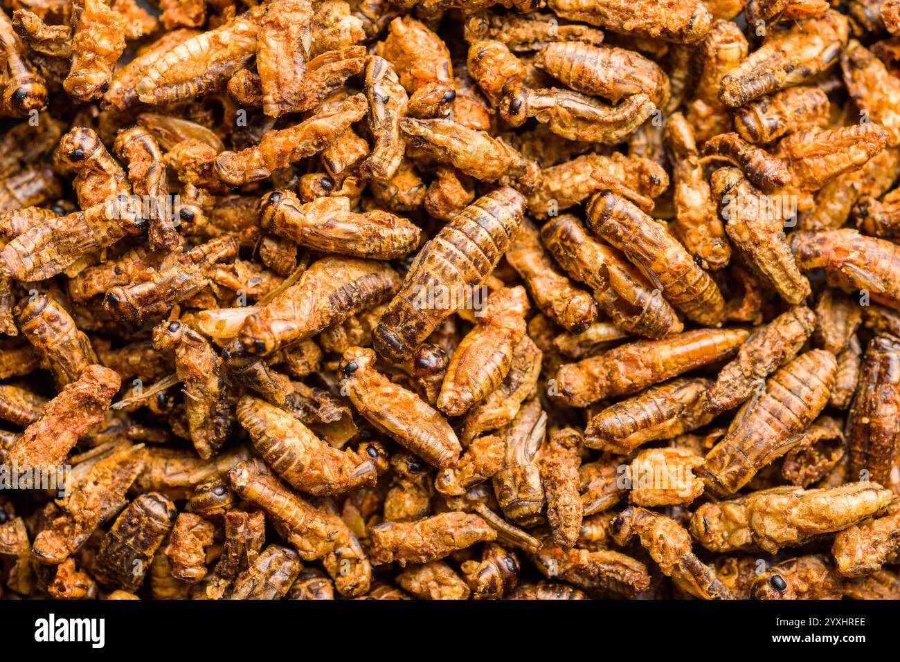 Crispy fried crickets. Insect protein. Top view Stock Photo - Alamy