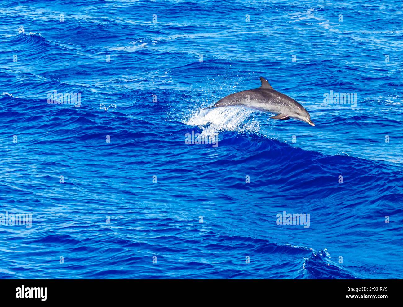 A view of a dolphin jumping over a boats wake of the island of San ...