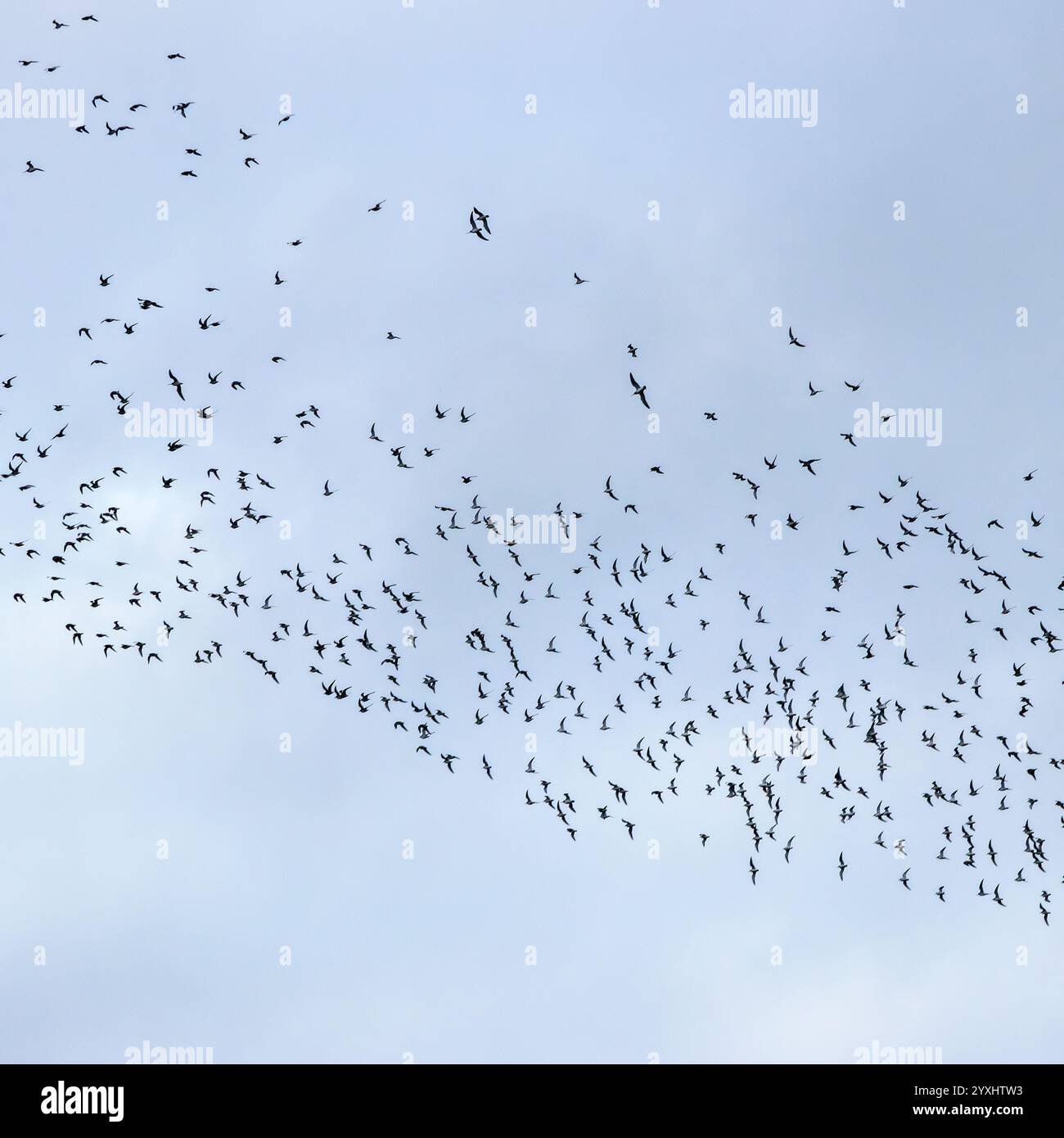 A flock of Red Knots (Calidris canutus) seen off Bull Island, Dublin ...