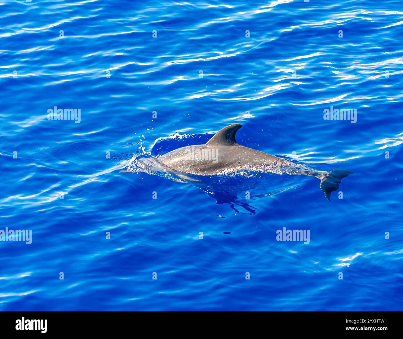 A view of a dolphin diving below the surface of the island of San ...