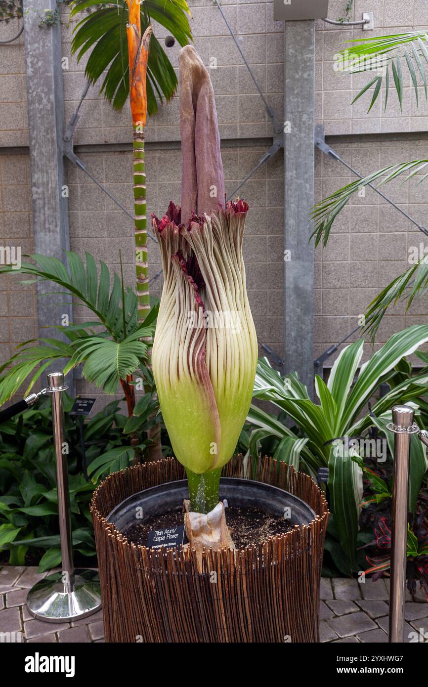 A corpse plant blooming at the Nicholas Conservatory in Rockford, IL ...