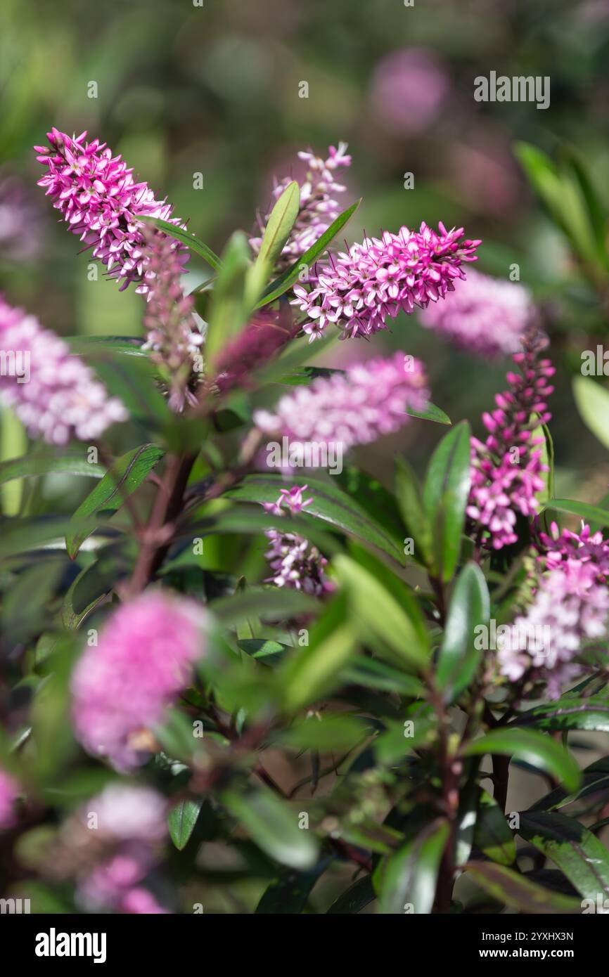 Veronica sect hebe hi-res stock photography and images - Alamy