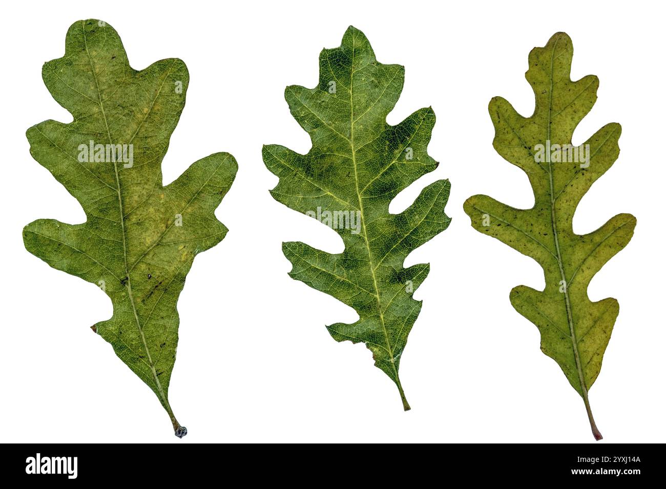 Three oak leaves isolated on white background Stock Photo - Alamy