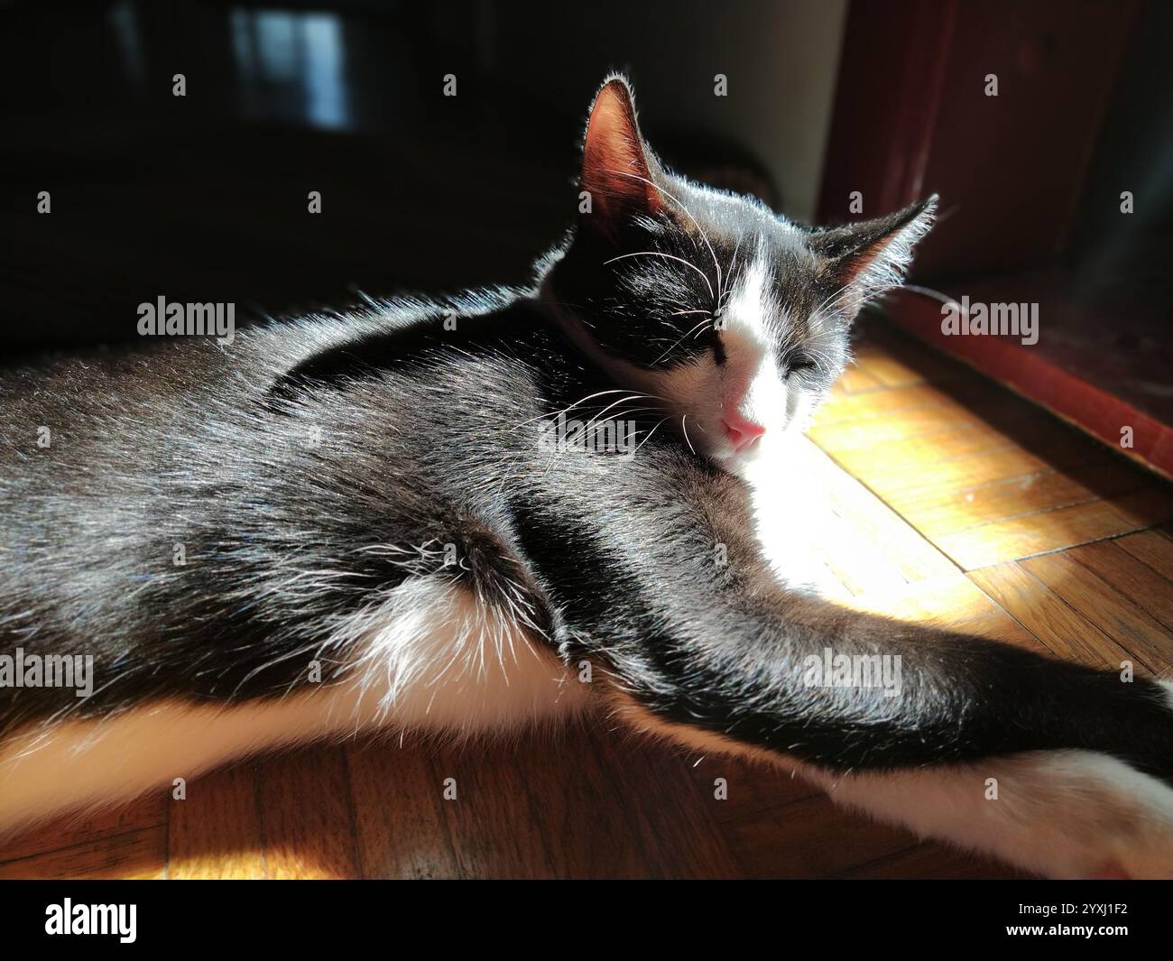 The cat is basking in the sun. A young black and white pet lies on the ...