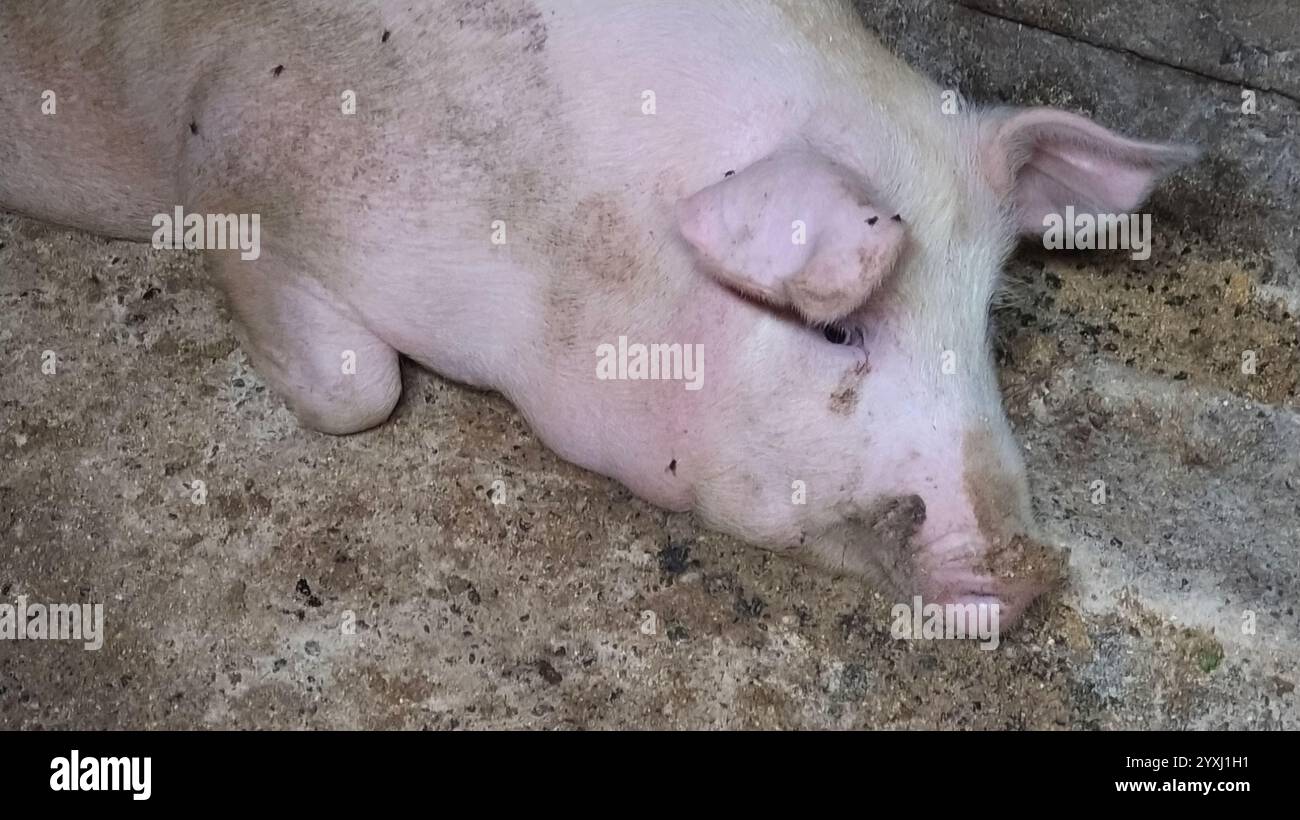 A pig in a pigsty. Agriculture. Pork production. A pink pig is resting ...
