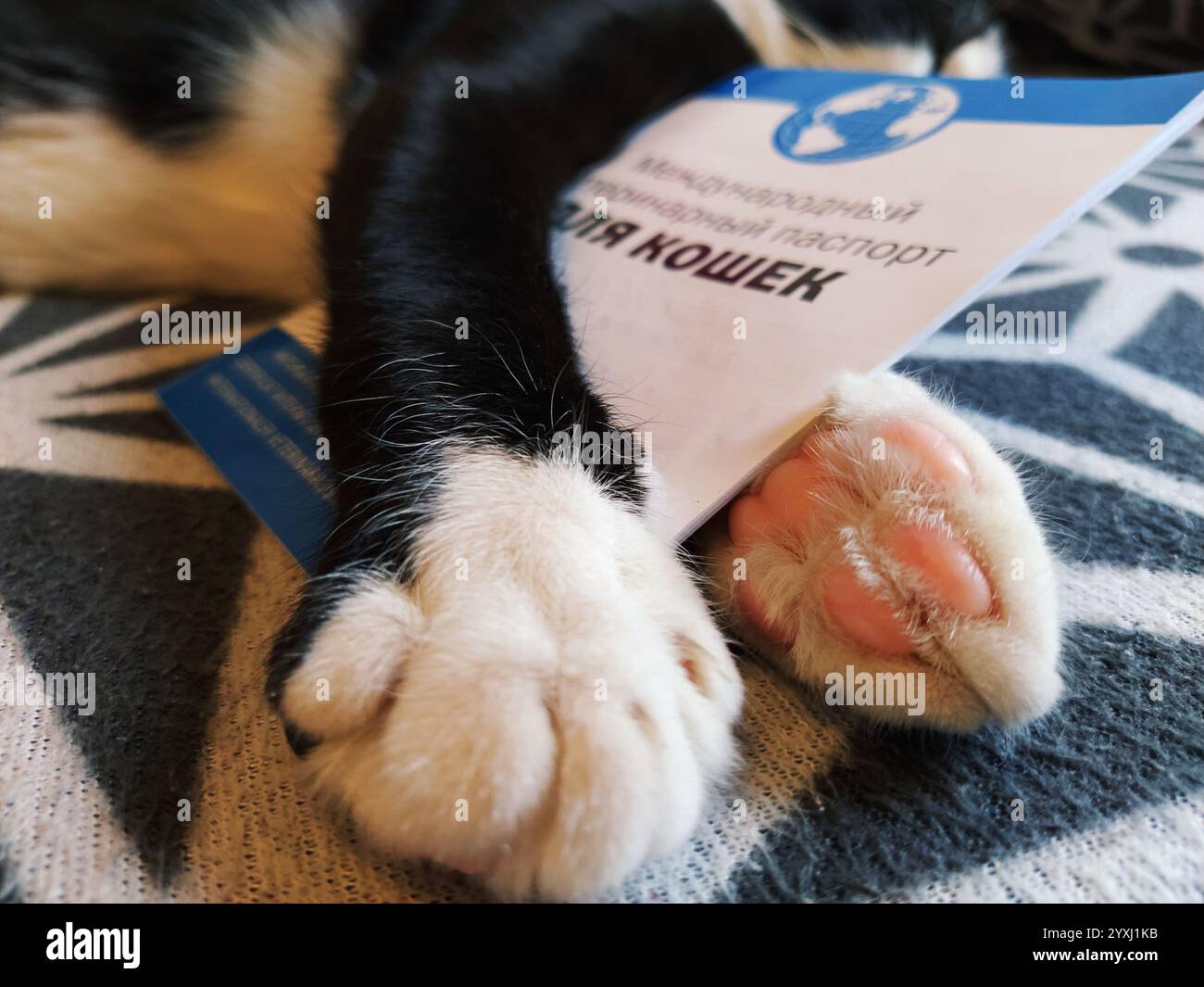 Moscow, Russia, November 17, 2020. Inscription - International ...